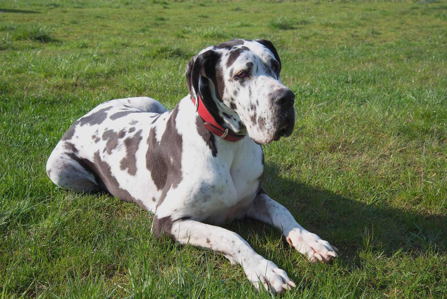 Razas de perros grandes