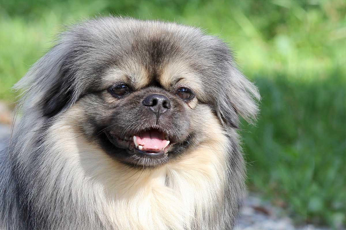 Razas de perros pequeños